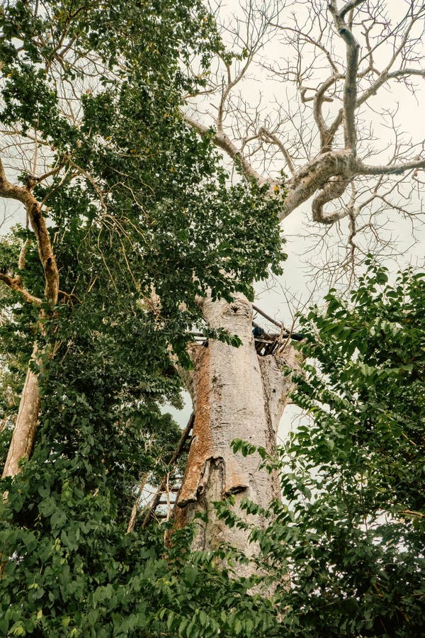 A Baobab Tree Growing in the Wild at Arabuko Sokoke Forest Reserves in ...
