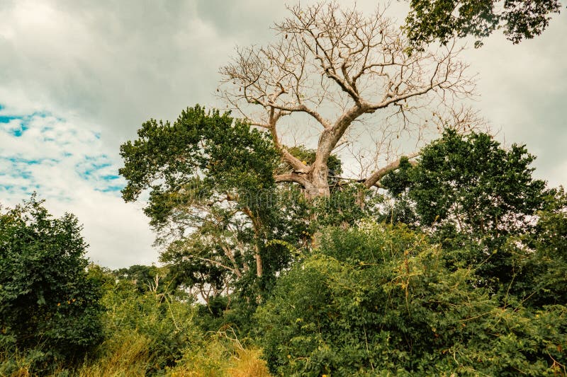 A Baobab Tree Growing in the Wild at Arabuko Sokoke Forest Reserves in ...