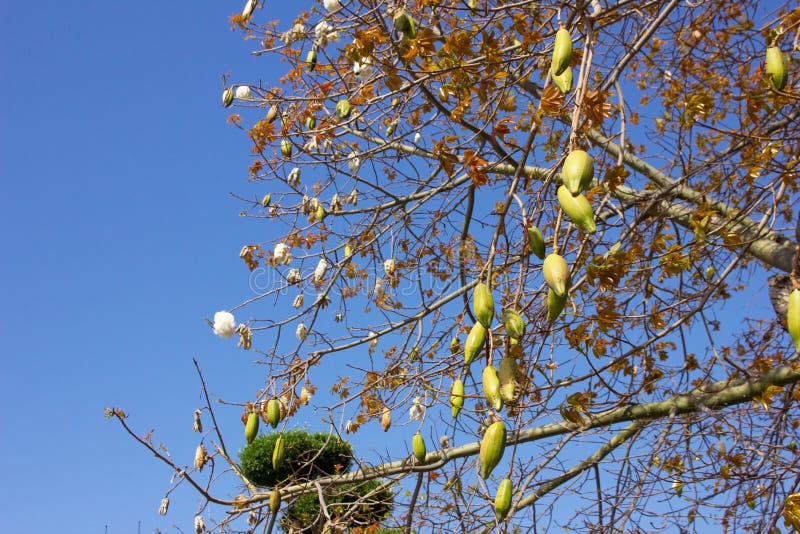 The Baobab Tree Has Borne Fruit Stock Image - Image of outdoor, pulp ...
