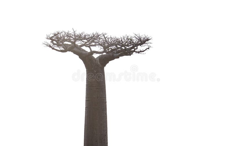 Baobab Tree Isolate on White Background Stock Image - Image of ...