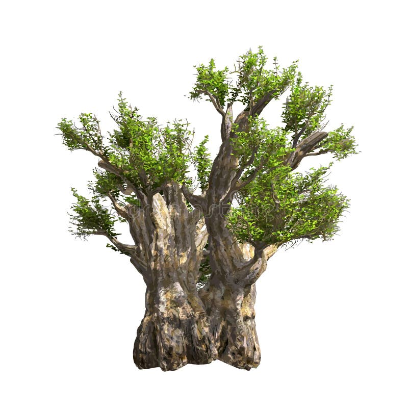 Baobab Tree Isolated. Vector Illustration Stock Vector - Illustration ...