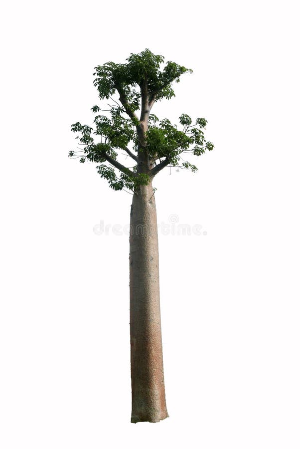 216 Baobab Tree Isolated Stock Photos - Free & Royalty-Free Stock ...