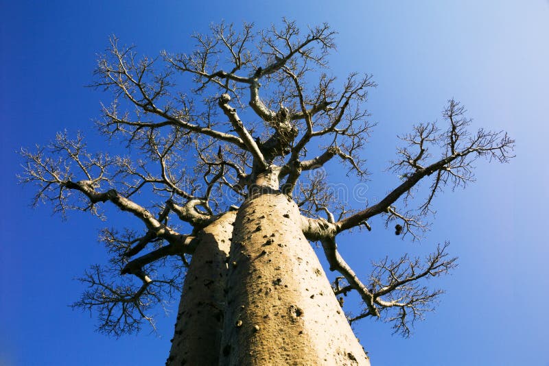 Baobab tree stock image. Image of nature, landscape, tree - 23471471