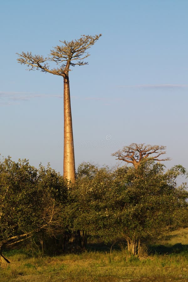 Baobab tree stock image. Image of nature, landscape, tree - 23471471