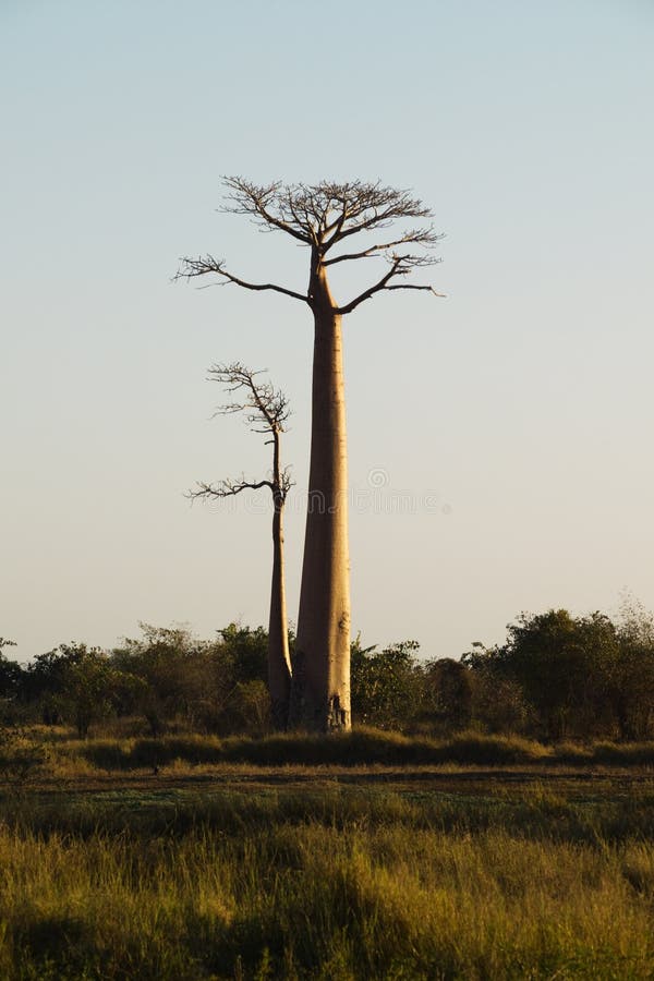 Baobab tree stock image. Image of nature, landscape, tree - 23471471