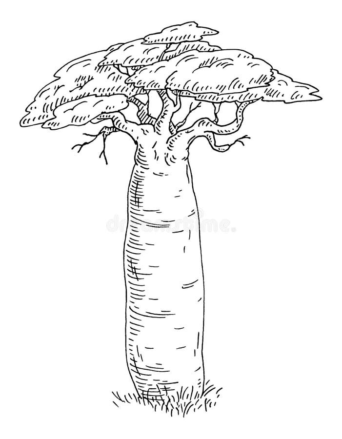 Baobab Tree Black White Stock Illustrations – 445 Baobab Tree Black ...