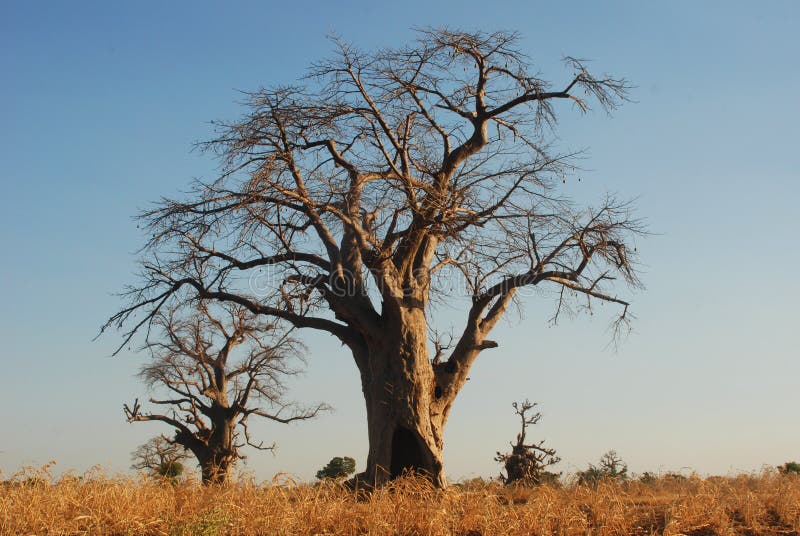 African baobab tree stock image. Image of wilderness - 11983885