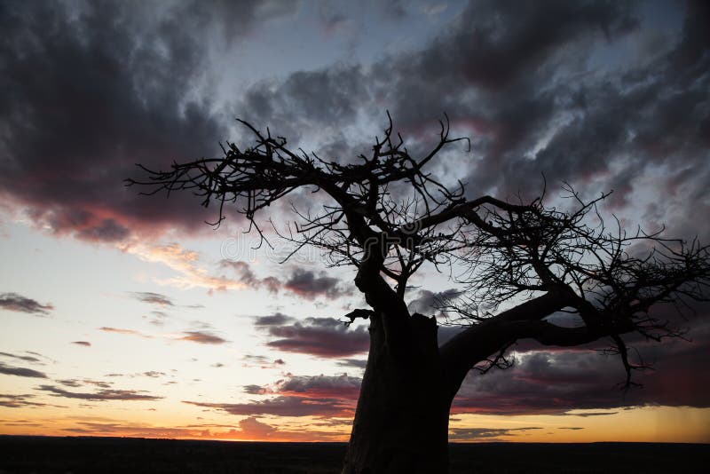 Baobab Tree Mashatu Game Reserve, Botswana, Africa Stock Image - Image ...