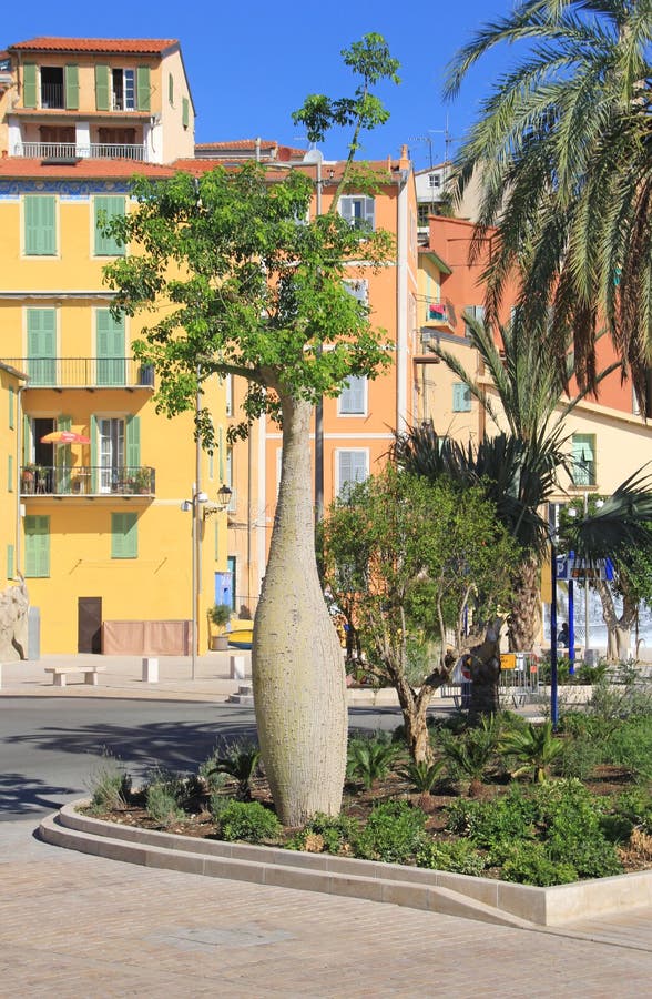 A Baobab Tree Believed To Be Around 500 Years Old on Delft Island in ...