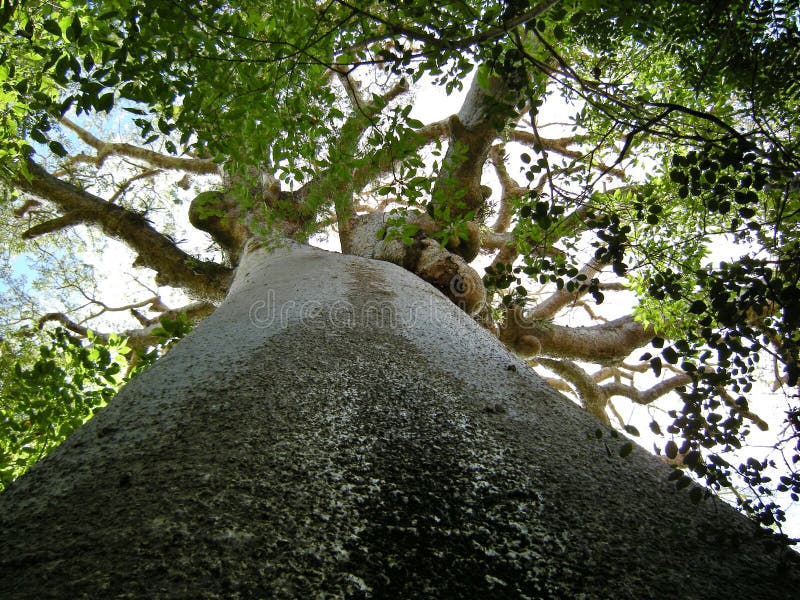 Baobab Tree in Morondava, Madagascar Stock Image - Image of blue, plant ...