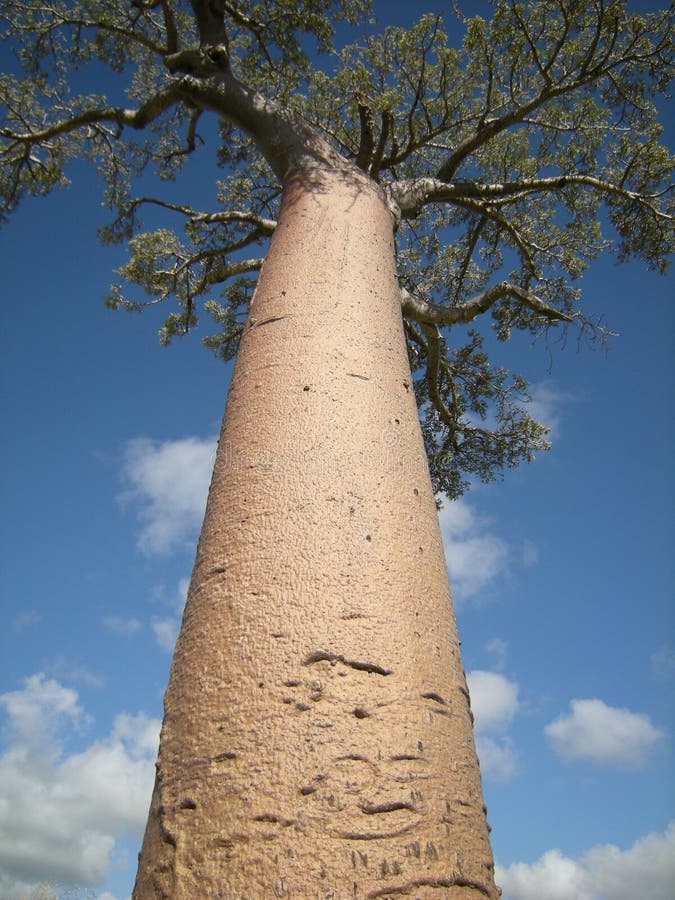 Baobab Tree in Morondava, Madagascar Stock Photo - Image of morondava ...