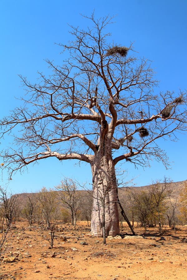 Baobab in namibia stock photo. Image of africa, lonely - 19935290