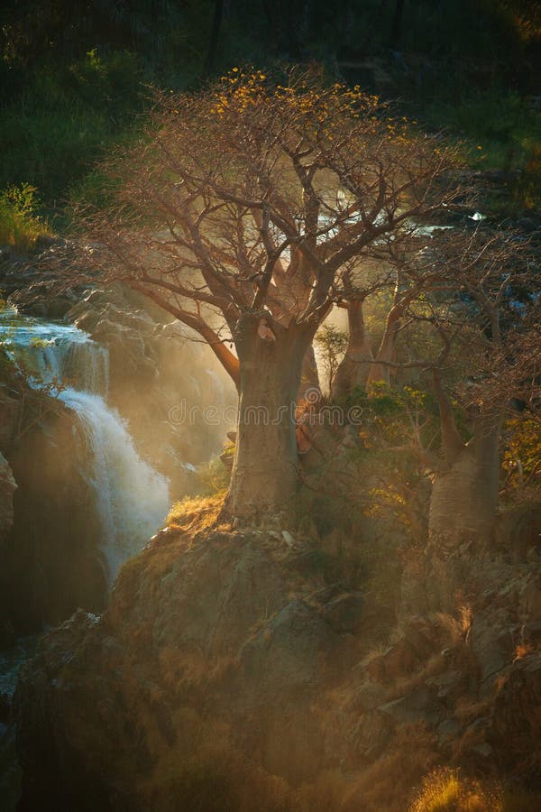 Baobab tree in namibia stock image. Image of woodland - 105511105