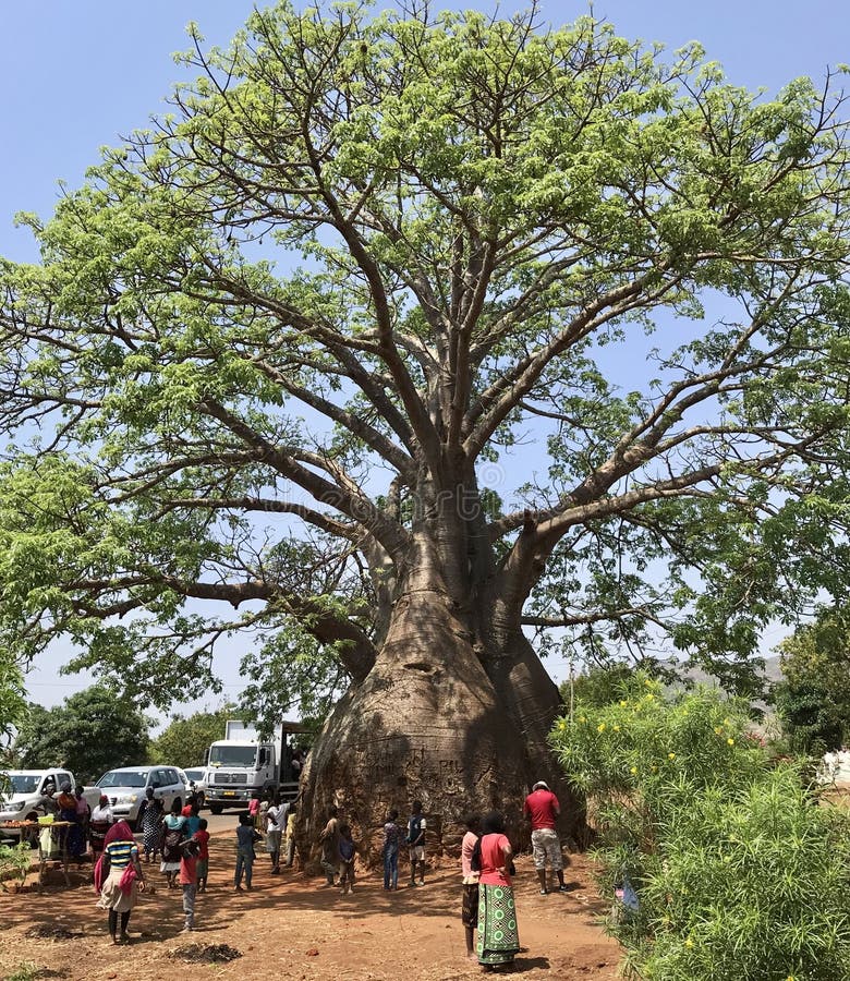 Baobab Tree in a National Park in Africa Editorial Photo - Image of ...