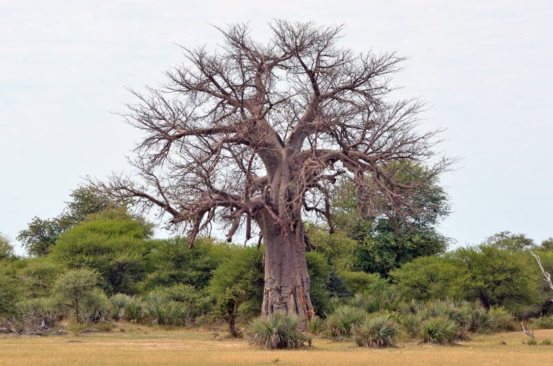 Boabab Tree in Northern Namibia Stock Image - Image of grass, forest ...