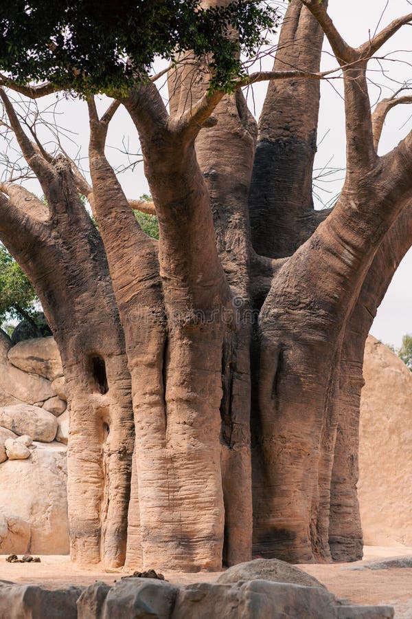 Baobab Tree in Rocky Landscape Stock Photo - Image of tropical ...