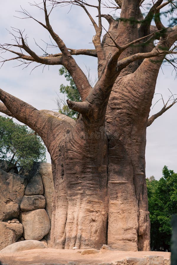 1,026 African Wildlife Baobab Tree Stock Photos - Free & Royalty-Free ...