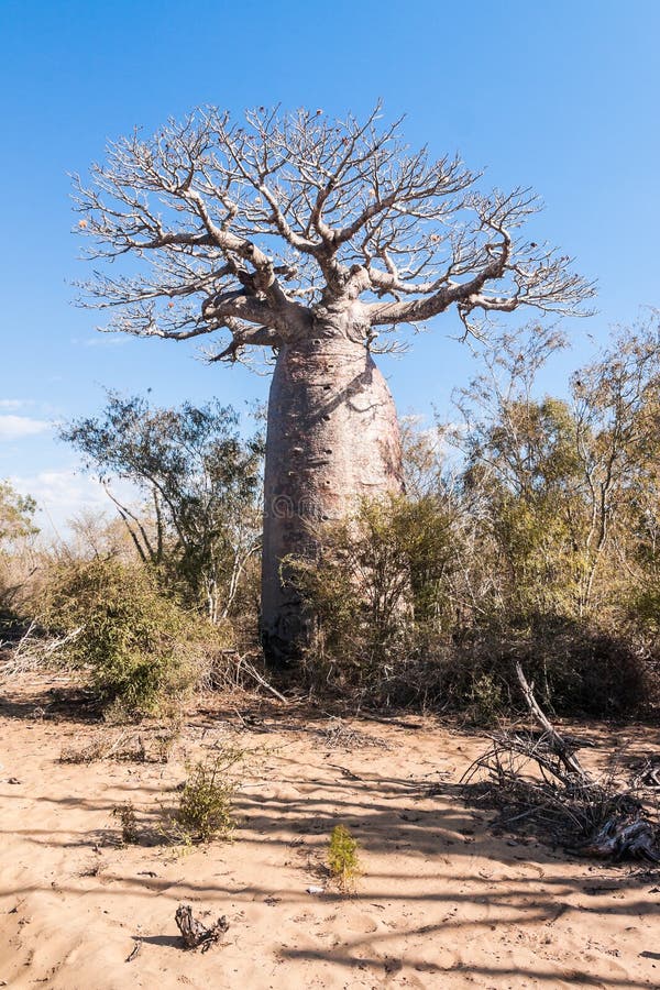 Baobab tree and savanna stock photo. Image of scenery - 24479836