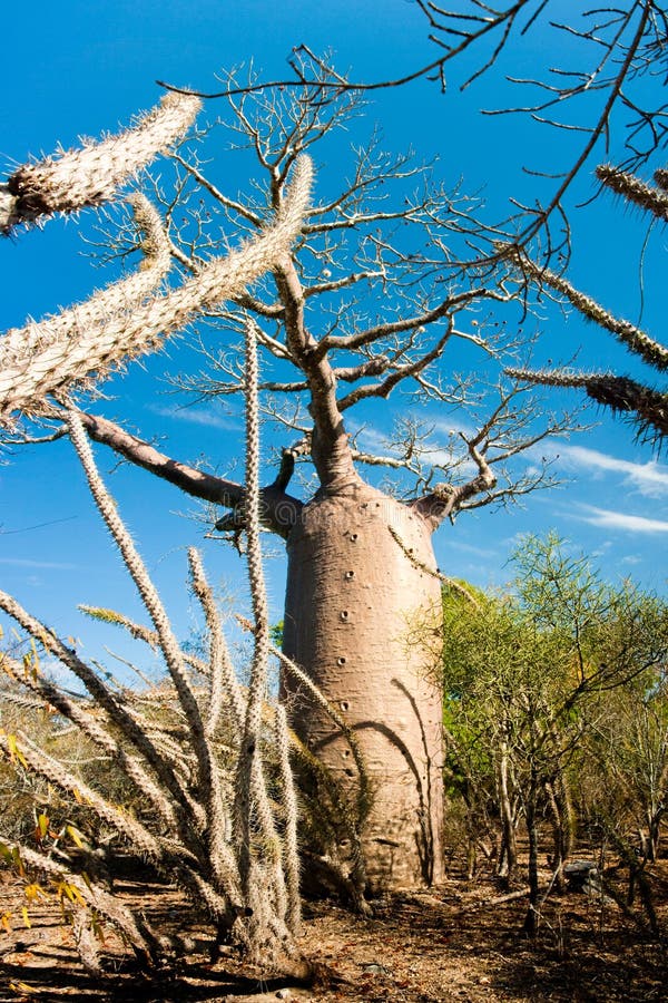 Baobab tree and savanna stock image. Image of field, majestic - 24479869
