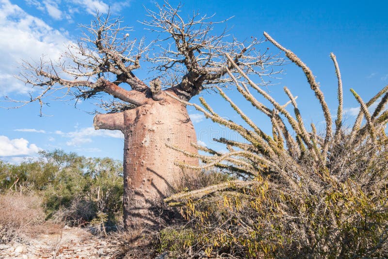 Baobab tree and savanna stock photo. Image of landscape - 25138106