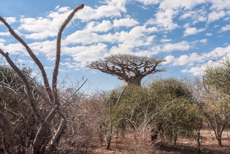 Baobab tree and savanna stock photo. Image of cloud, tall - 25138168