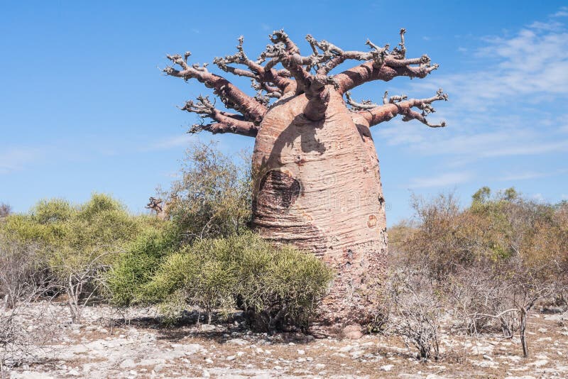 Baobab Tree And Savanna Royalty Free Stock Photos - Image: 25138238 Baobab Tree And Savanna Royalty Free Stock Photos - Image: 25138238
