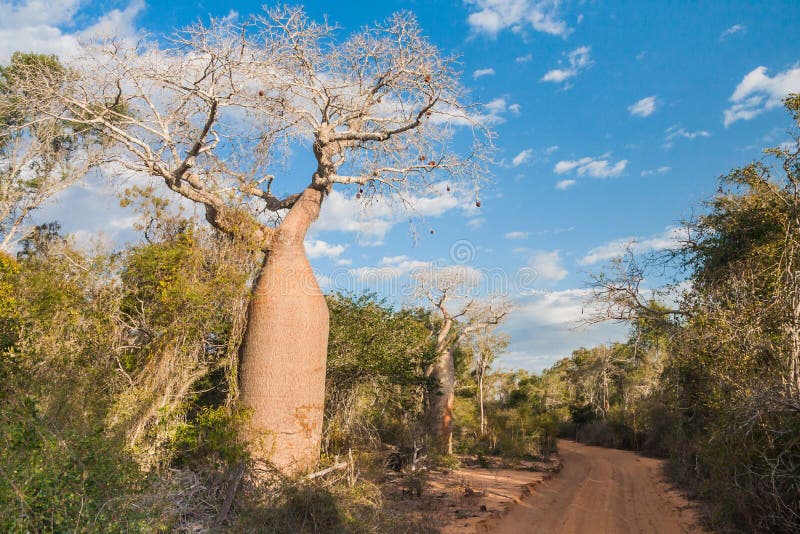 Baobab tree and savanna stock image. Image of savanna - 25138333