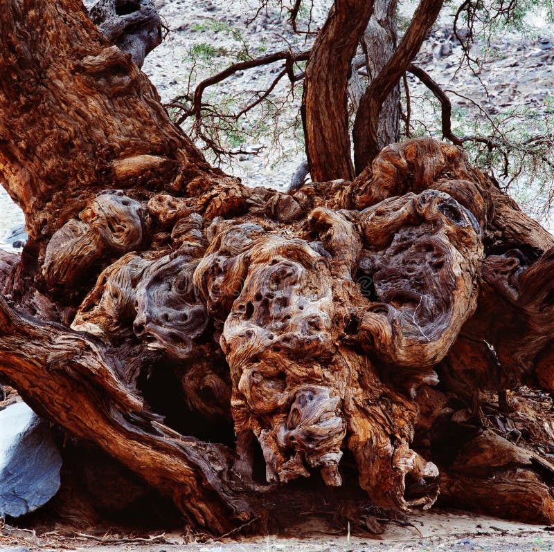Baobab tree in namibia stock image. Image of wood, river - 105511055