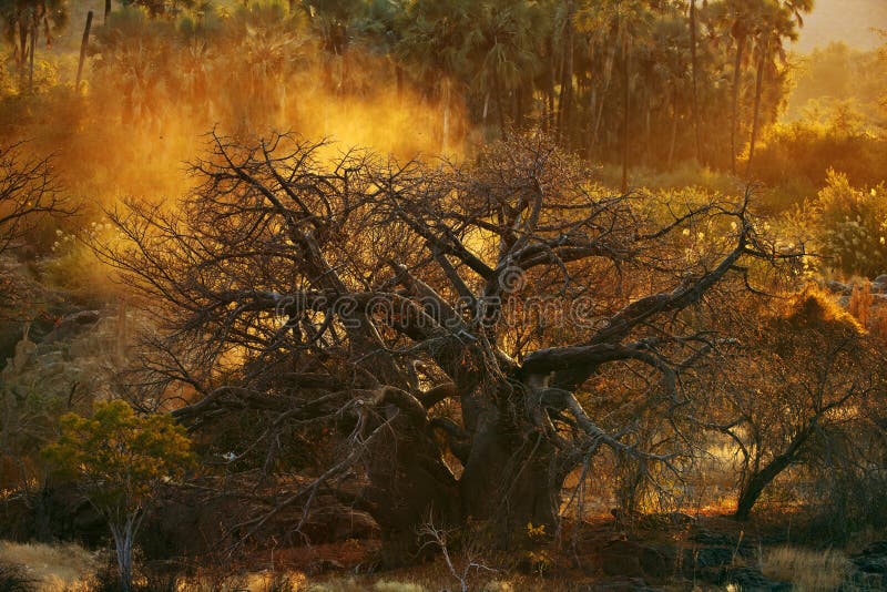 Baobab tree in namibia stock photo. Image of river, grass - 105511234