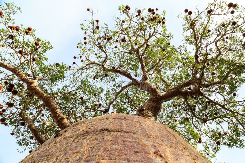 Baobab Tree Seen from Below Looking Up To the Branches Stock Image ...