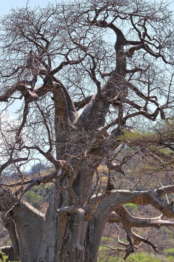 Baobab tree stock image. Image of forest, nature, namibia - 61674385