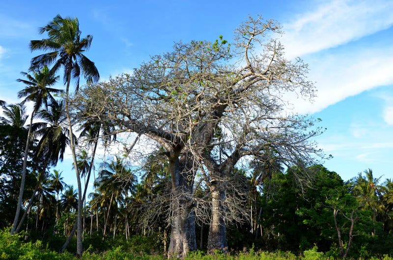 Baobab Tree and the Sky, Tanzania Stock Photo - Image of baobab, blue ...