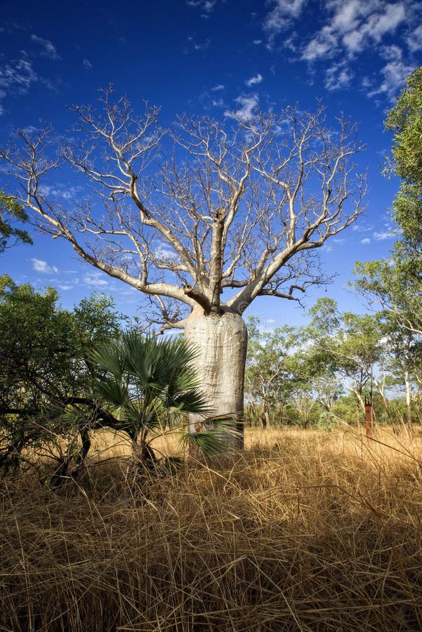 Baobab tree and savanna stock photo. Image of savanna - 13636734