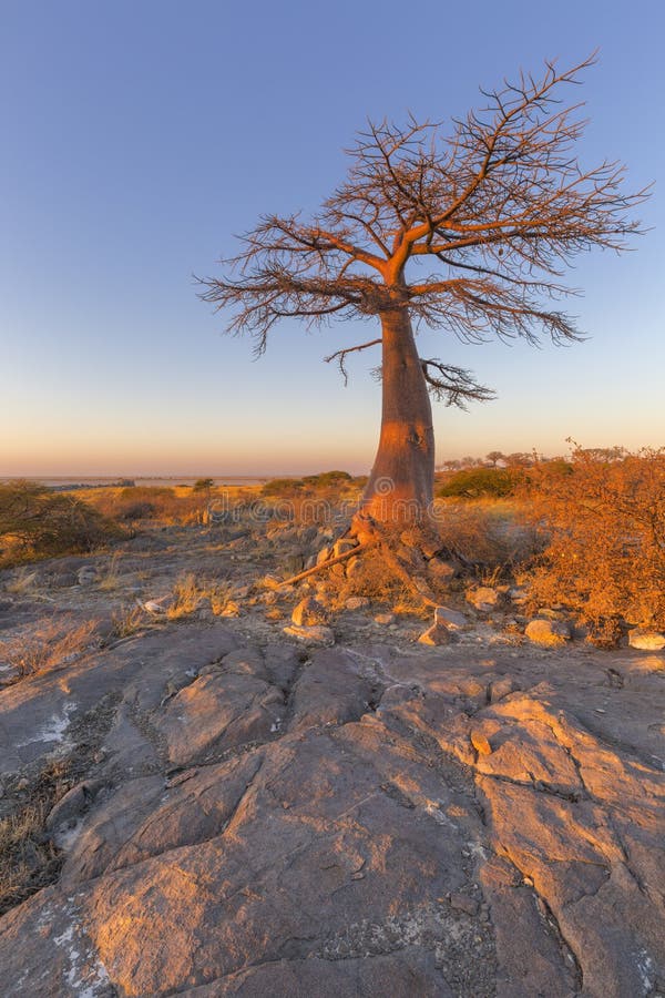 Sunrise at Kubu Island`s Baobab`s Stock Image - Image of makgadikgadi ...