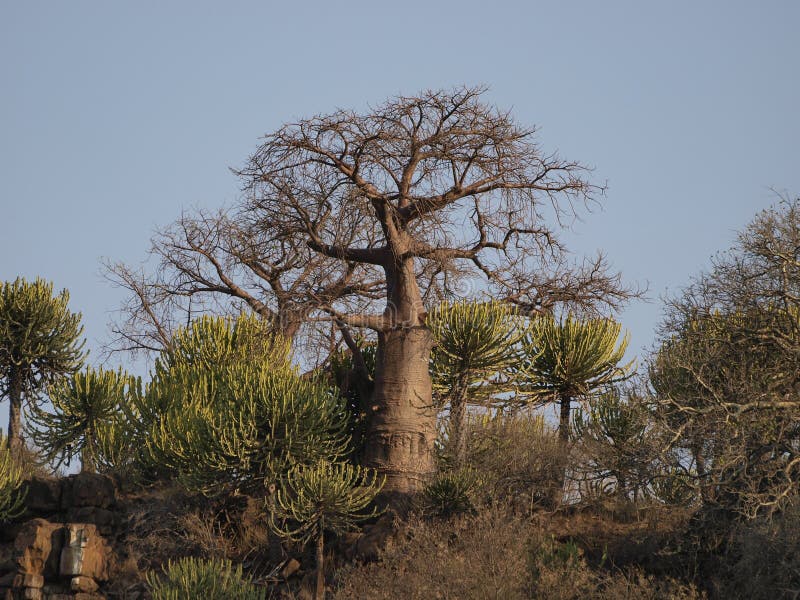 Baobab Tree stock photo. Image of thick, madagascar, arboretum - 5400184