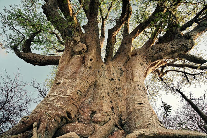 Baobab tree trunk stock image. Image of baobab, salt - 131341729