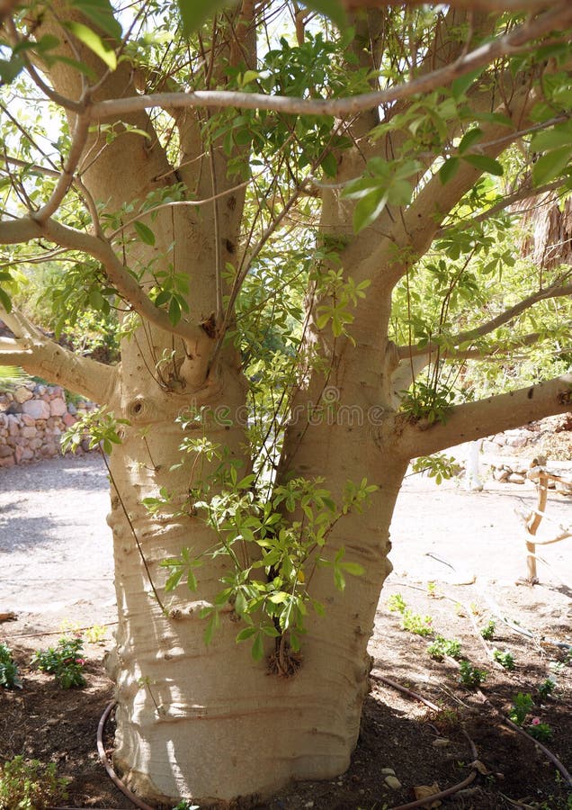 Thick Baobab Trees In African Bush Stock Image - Image of bush ...