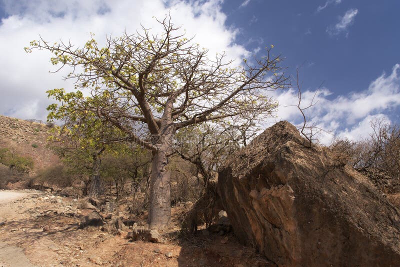 Baobab Tree in Wadi Hanna, Oman Stock Image - Image of middle, digitata ...