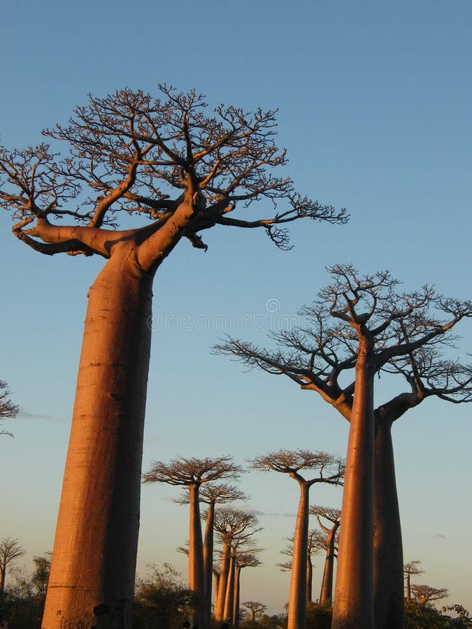 Baobab Trees stock image. Image of africa, makgadigadi - 22743713