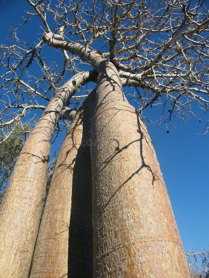 Boabab Tress Stock Photos - Free & Royalty-Free Stock Photos from ...