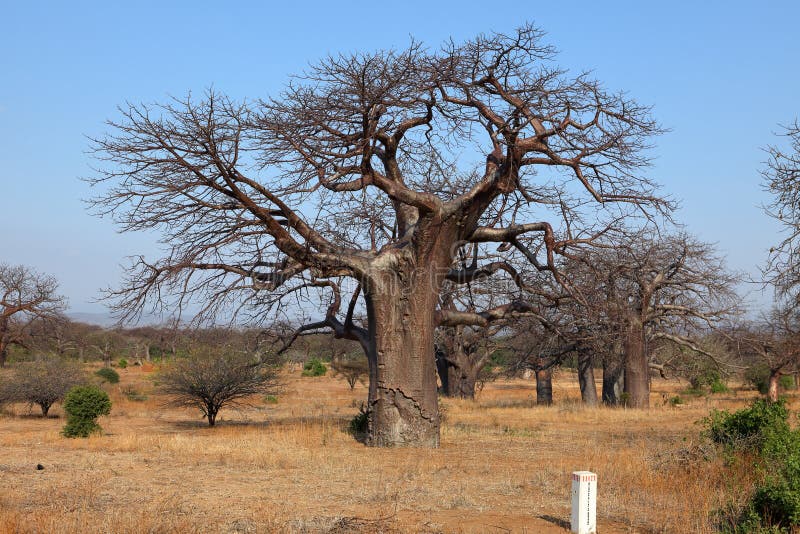 Baobab trees in Africa stock photo. Image of autumn - 137654414