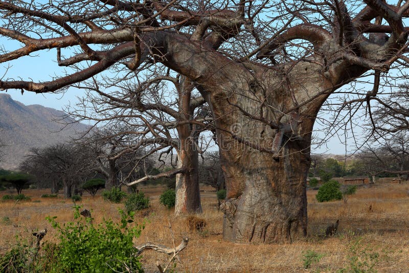 Baobab trees in Africa stock image. Image of tanzania - 137654647
