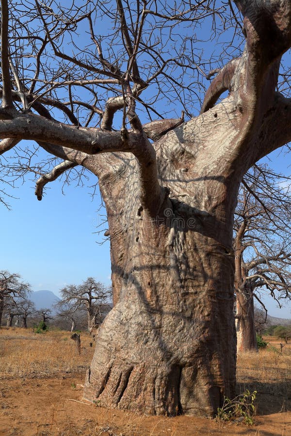 Baobab trees in Africa stock image. Image of tanzania - 137654971