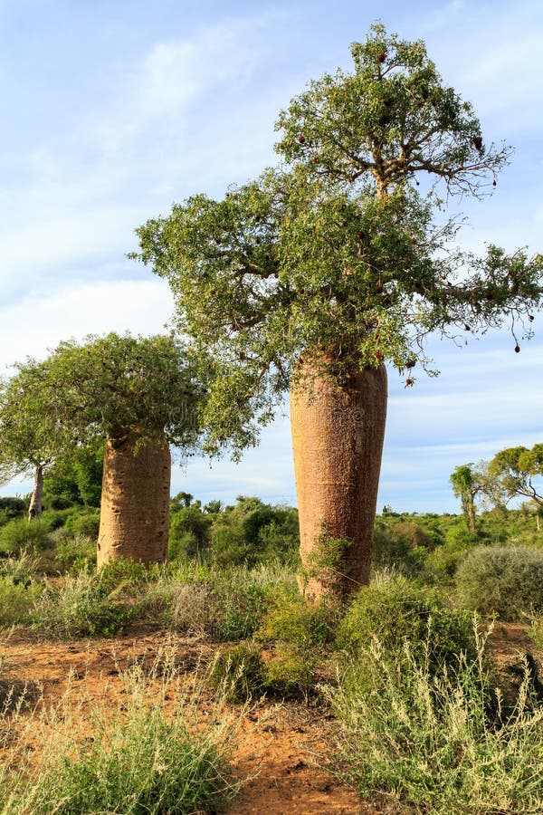 Baobab Trees in an African Landscape Stock Image - Image of travel ...