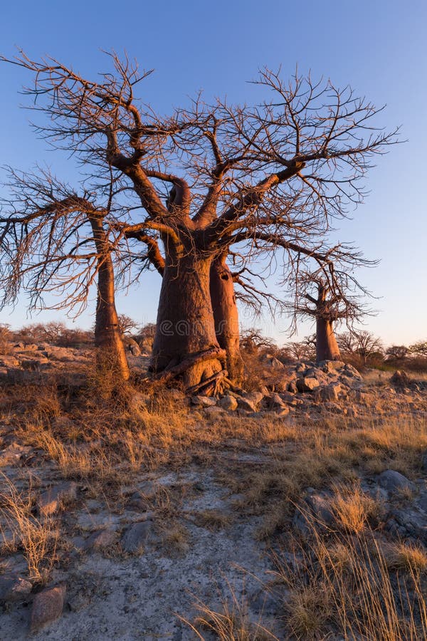 Baobab Trees at Kubu Island Stock Image - Image of space, africa: 82831507