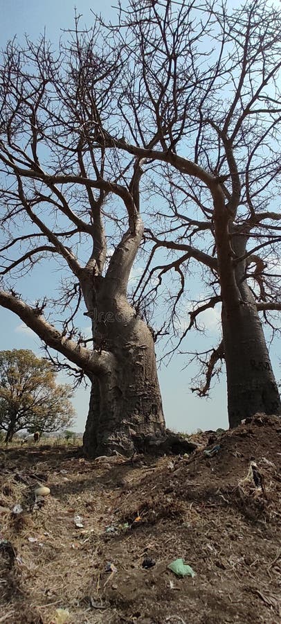 Baobab trees, Mandav stock image. Image of landscape - 250020353
