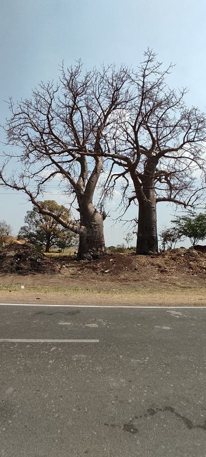 Baobab trees, Mandu stock image. Image of enormous, gazelle - 250020351
