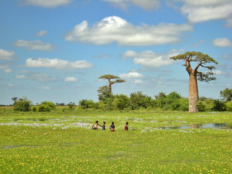 Baobab Trees in Morondava, Madagascar Stock Photo - Image of tree ...