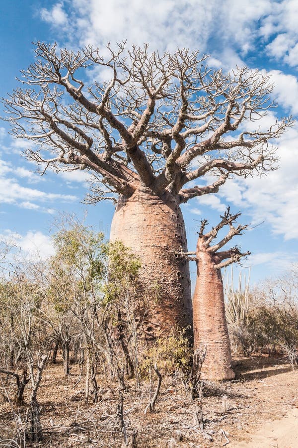 Baobab trees and savanna stock photo. Image of scenic - 25138072