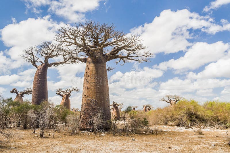 Baobab trees and savanna stock photo. Image of exotic - 25138076